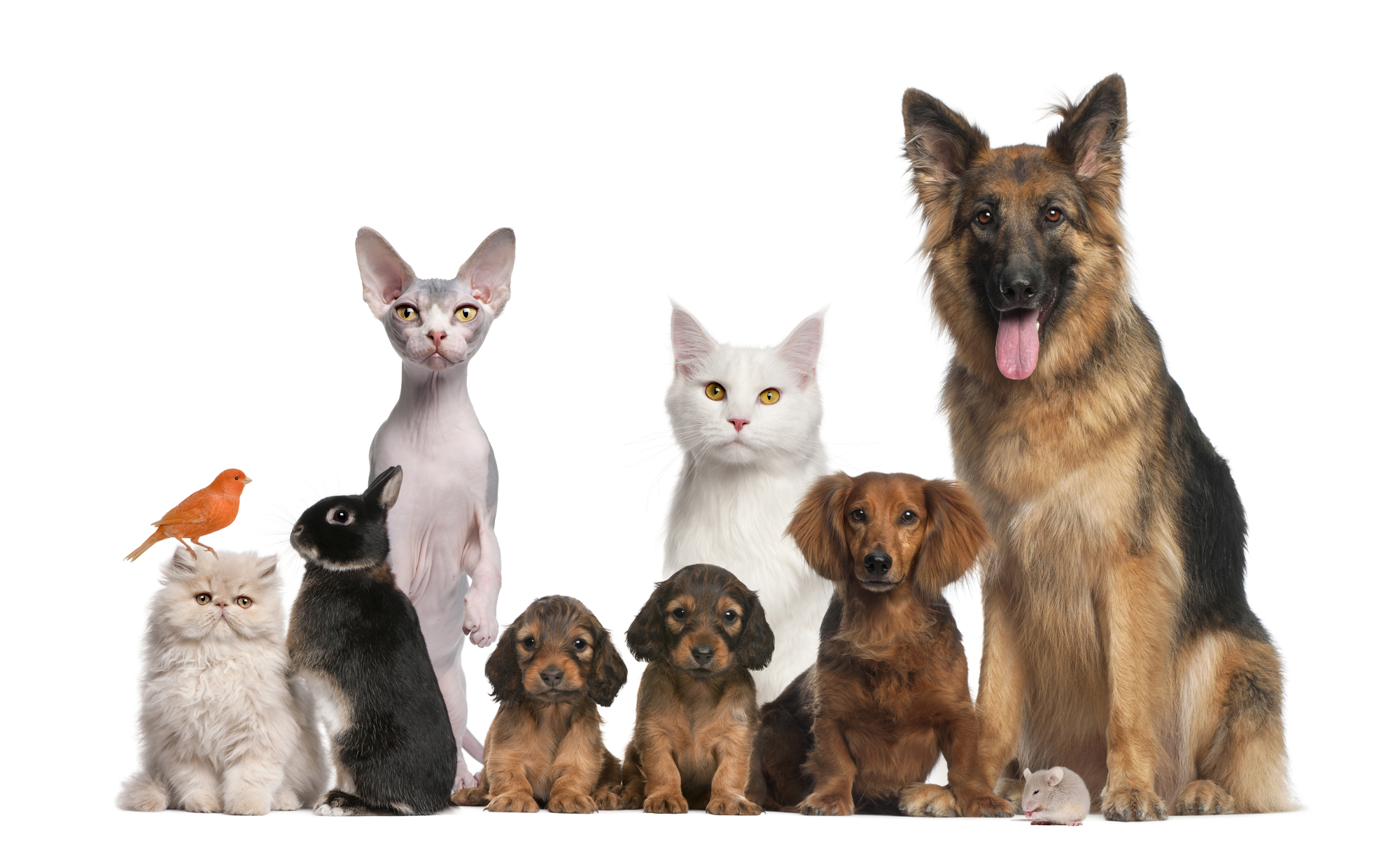 Pet Sitting Services | Animal People Pet Sitting & Dog Walking