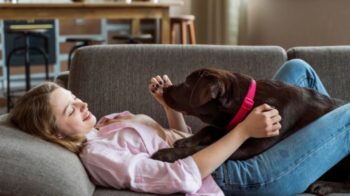 Frozen Evenings, Warm Company: The Emotional Side of Pet Sitting During ...