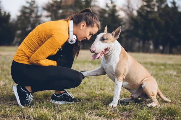 Bull Terrier Breed | Animal People Dog Boarding & Day Care