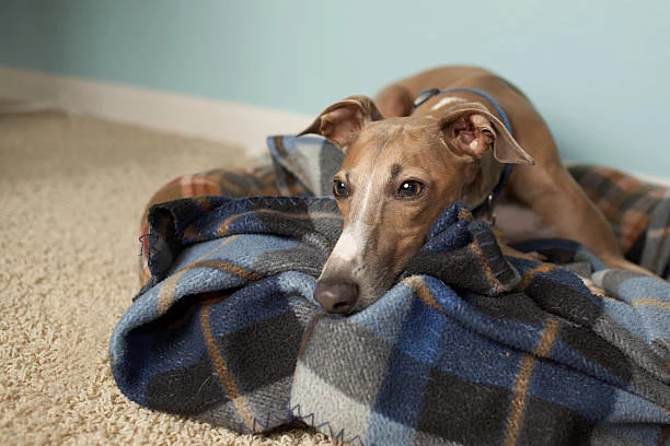Greyhound Breed | Animal People Dog Boarding & Day Care