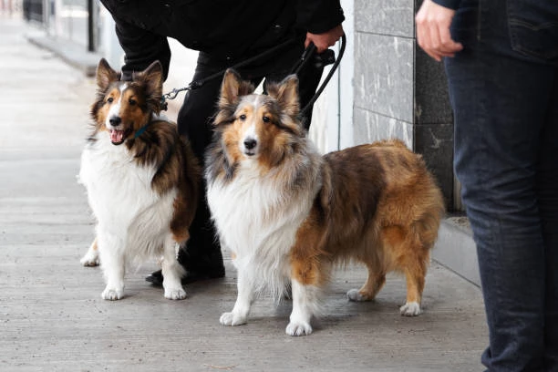 Shetland Sheepdog Breed | Animal People Dog Boarding & Day Care