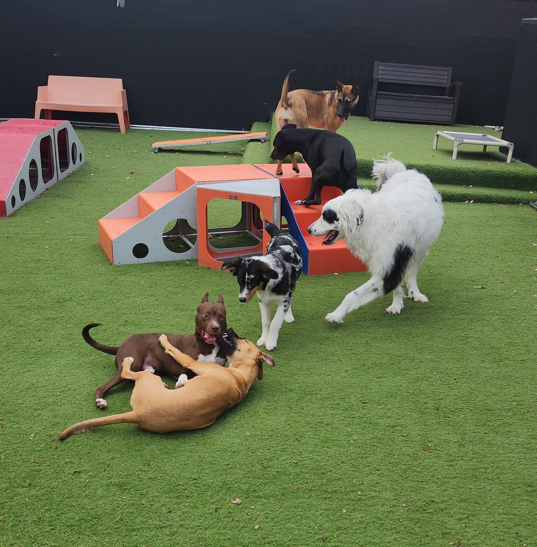 Inside a Dog’s Perfect Day at Day Care: A Play-by-Play of Joy and Chaos
